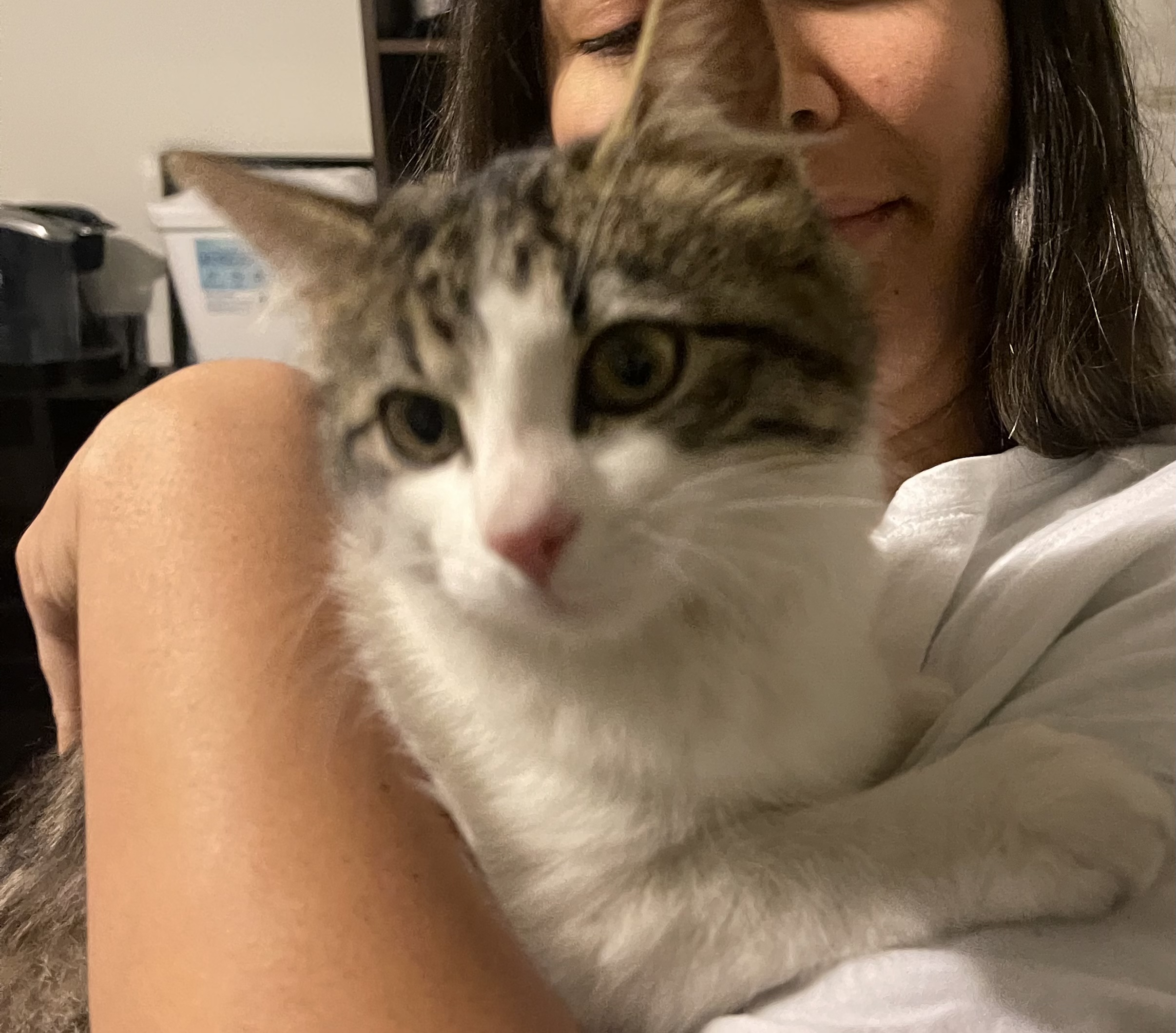 SA Pet Rescue – locating lost and found, dogs and cats